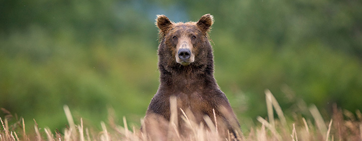 Can you survive a bear encounter quiz | Fidelity