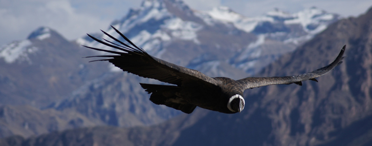 Iron Condor options strategy | Fidelity